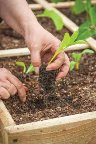 Small Vegetable Garden Layout Ideas: Square-Foot Gardening Guide - Grit